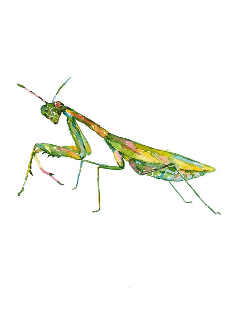 Praying mantis painting watercolour – Goodfairyart - Whimsical ...